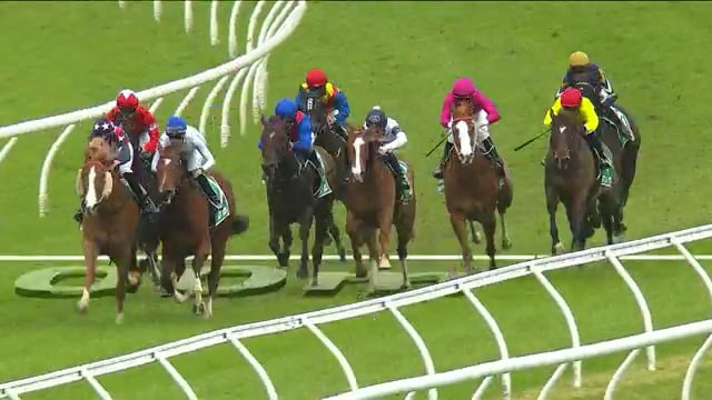 Shalaa - Stallion | Breednet