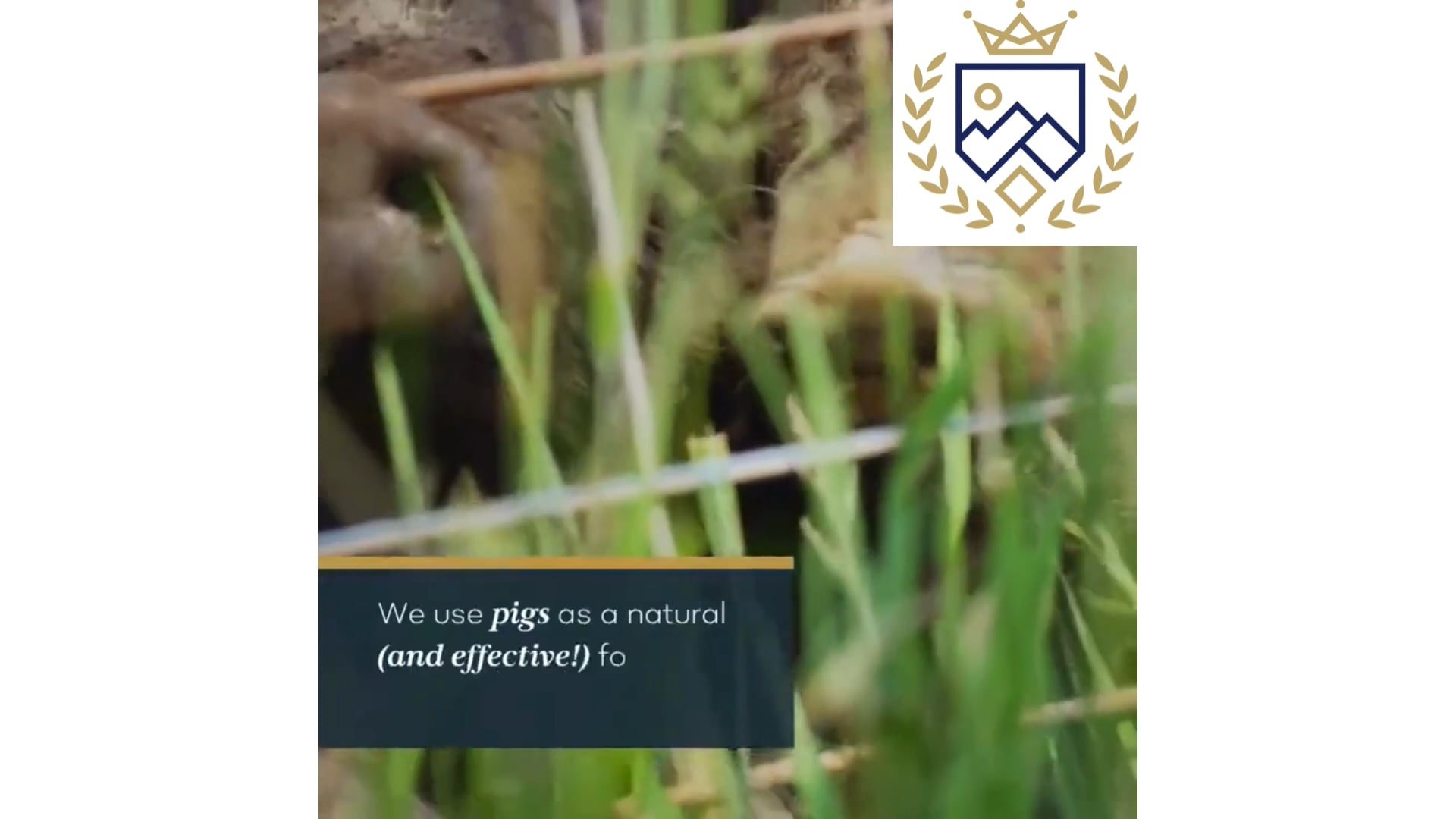 Is Established Titles Legit? (Updated 2023) - Highland Titles