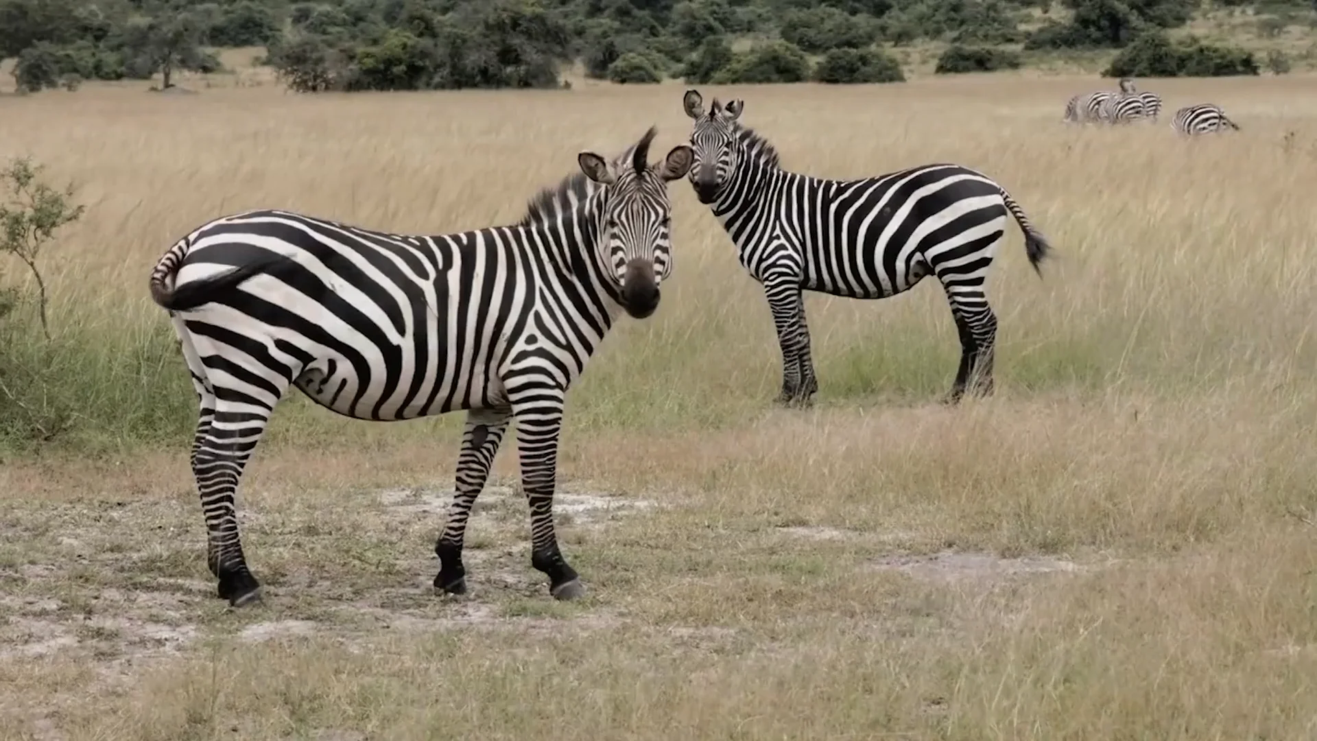 Rwanda Wildlife Intro on Vimeo