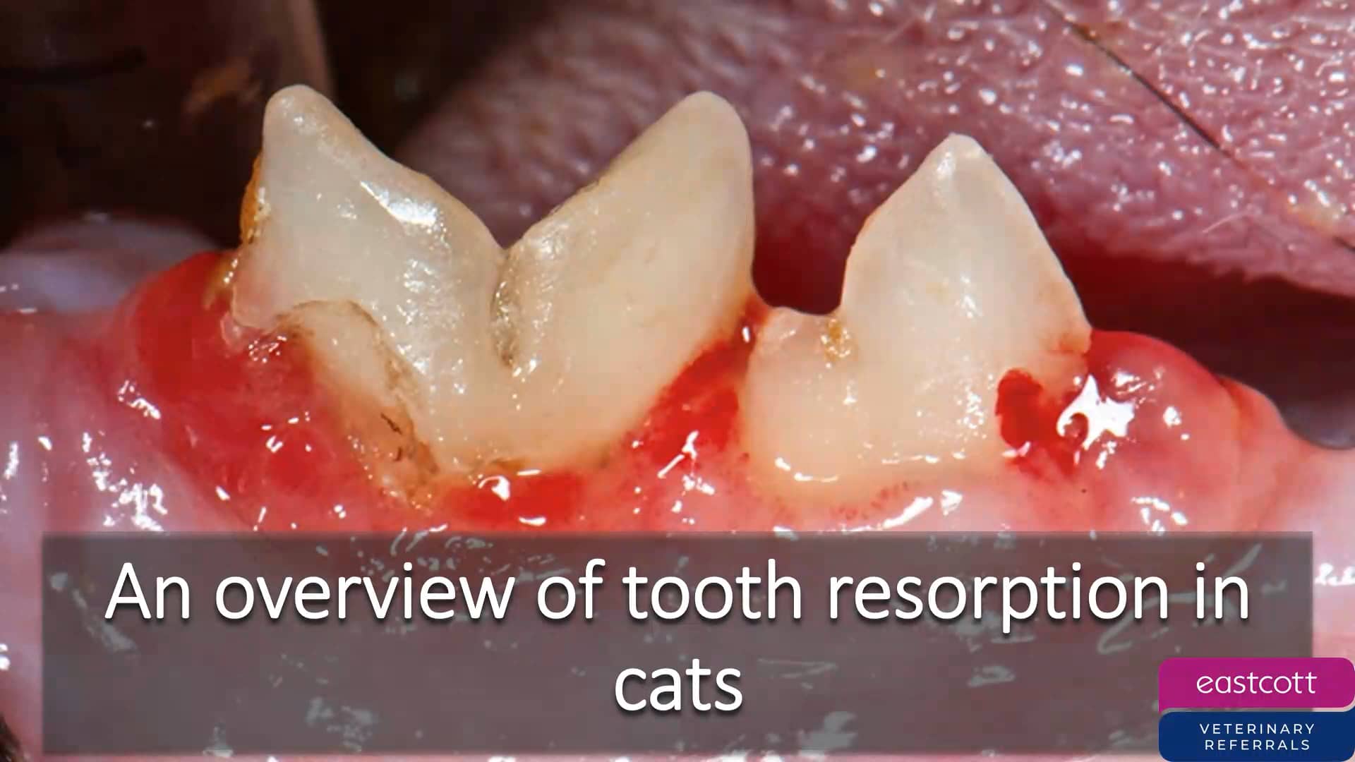 Tooth resorption in cats on Vimeo