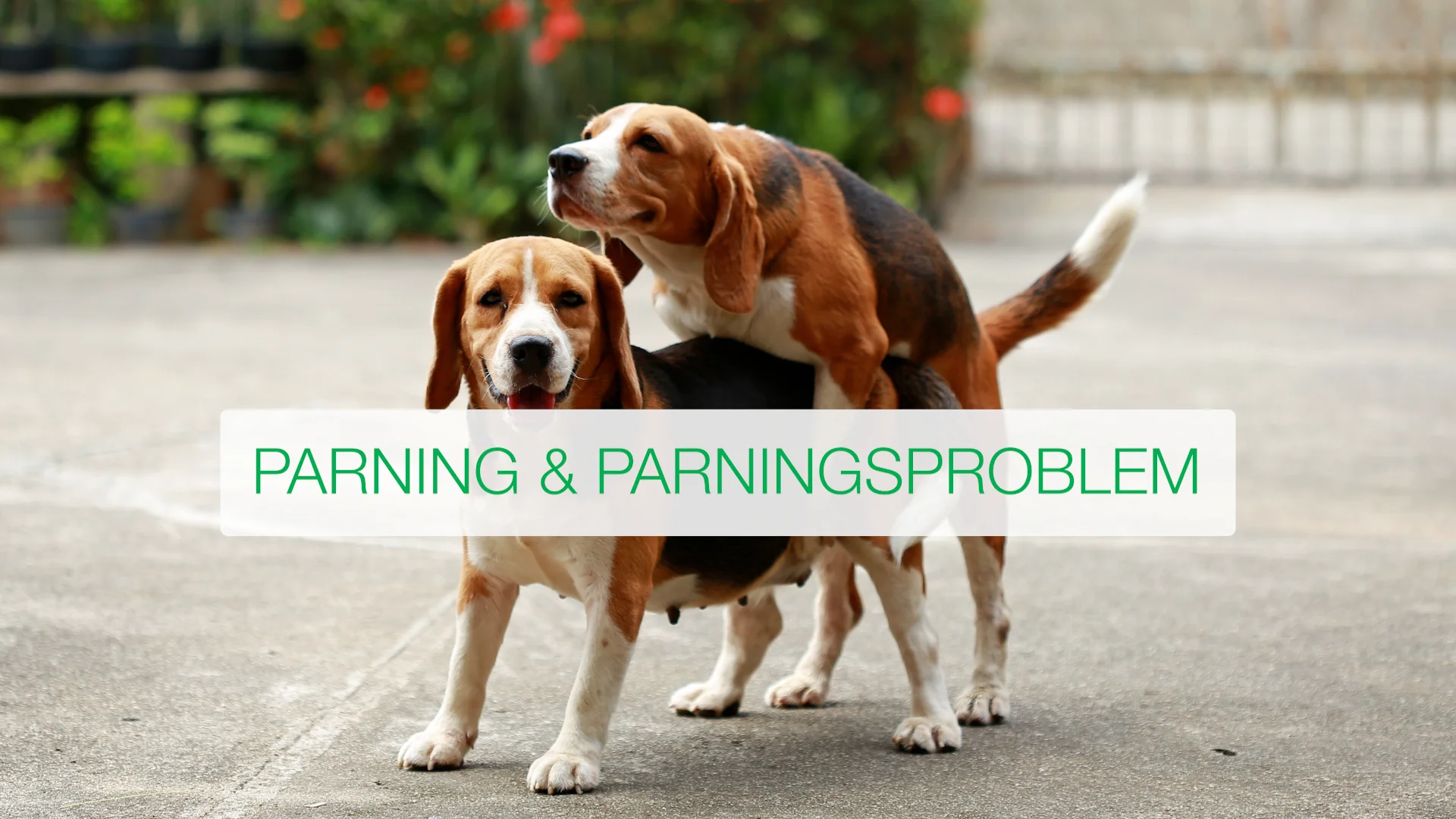 Parning och parningsproblem on Vimeo