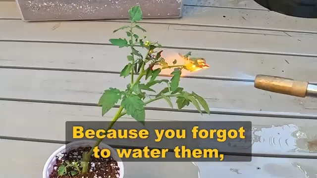 What the Heck is a Tomato Bucket Tomato Bucket Self Watering Planter ...