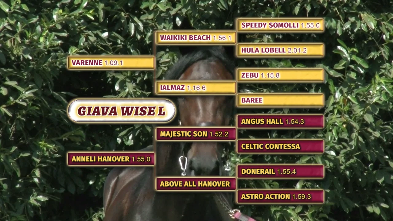 GIAVA WISE L - Allevamento della Serenissima 2022 on Vimeo