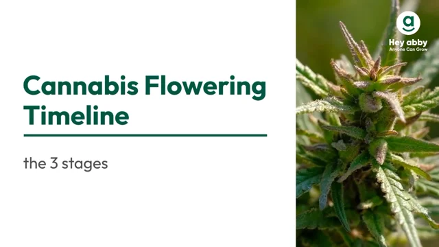 Diagram Of Marijuana Growth Stages