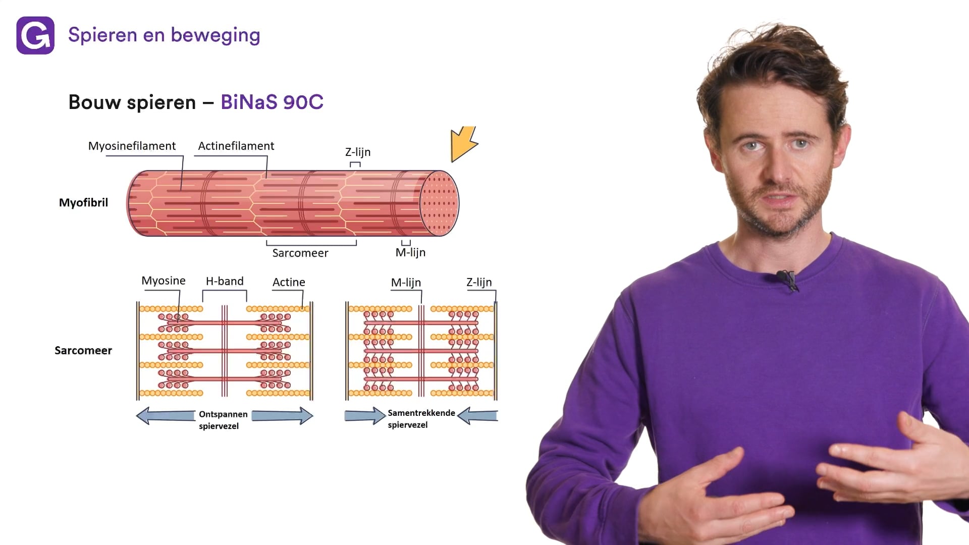 Spieren en beweging oefenen | StudyGo