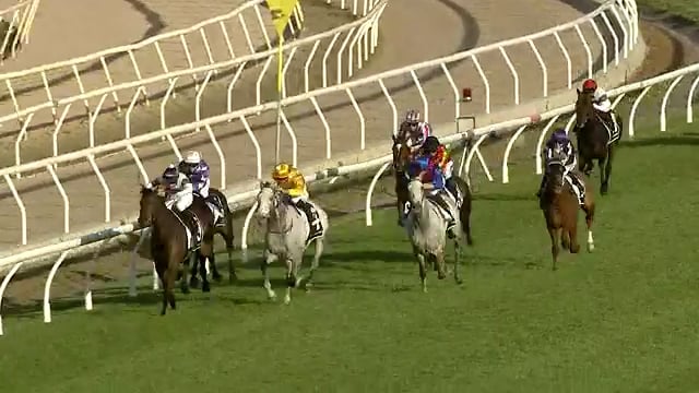 Reliable Man - Stallion | Breednet