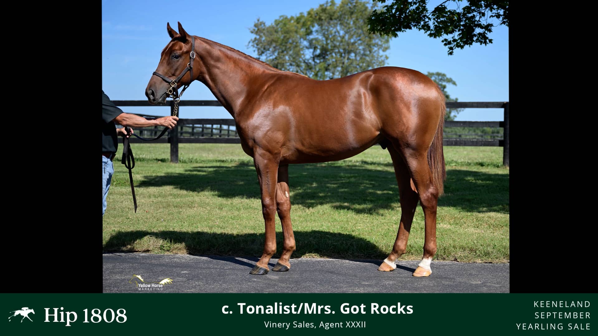 2023 Keeneland September Yearling Sale: Hip #1808 Tonalist x Mrs. Got ...
