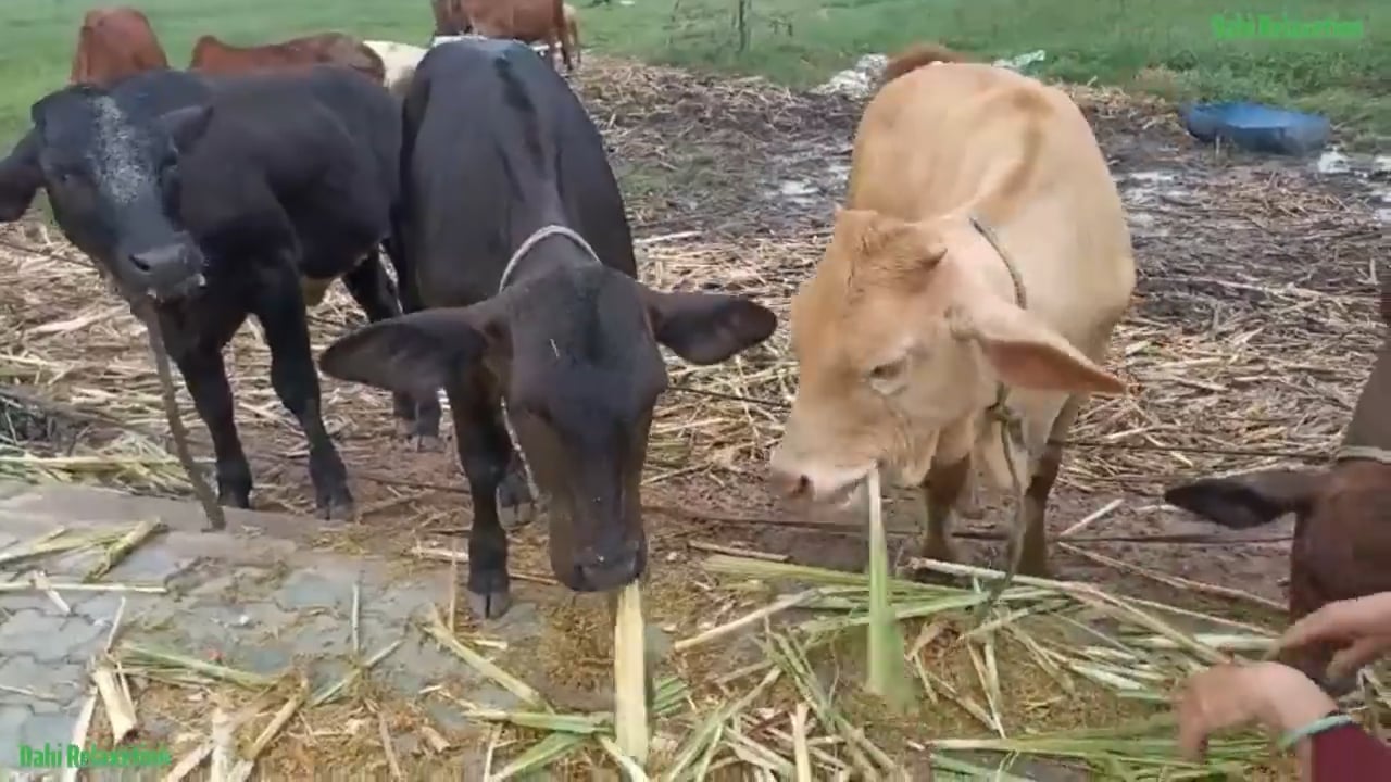 Cow Cute, Cow Funny Videos | Videos & Movies on Vimeo
