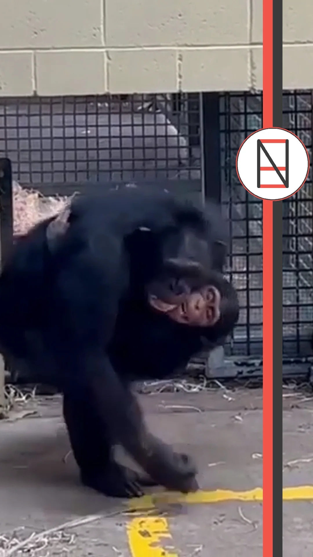 Gandali, the 3-year-old chimpanzee, is lucky to be alive after being ...