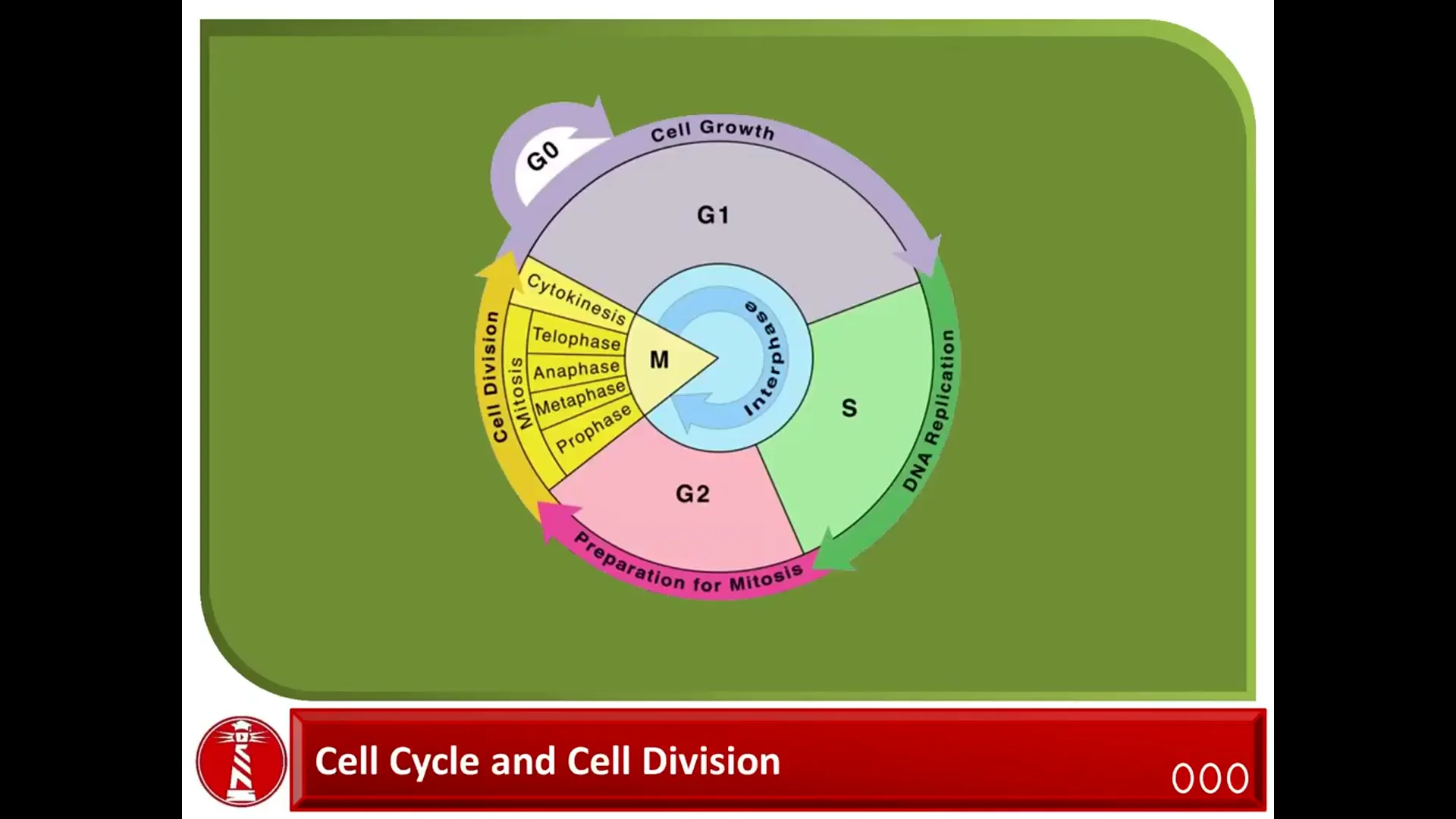 Cell cycle on Vimeo