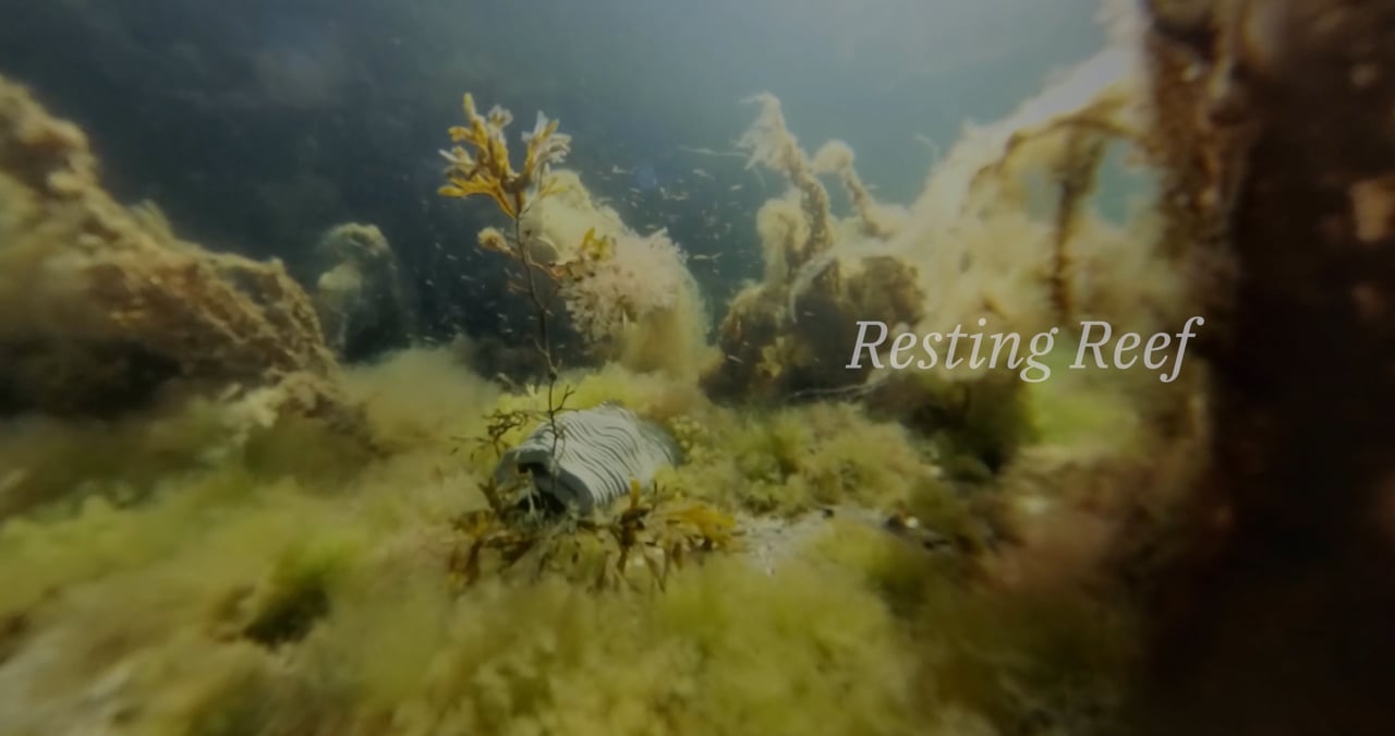 Resting Reef
