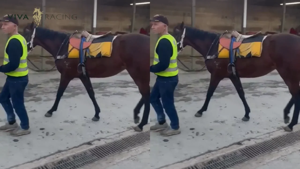 Dubious x Blind Trust Filly update 7.9.23 on Vimeo