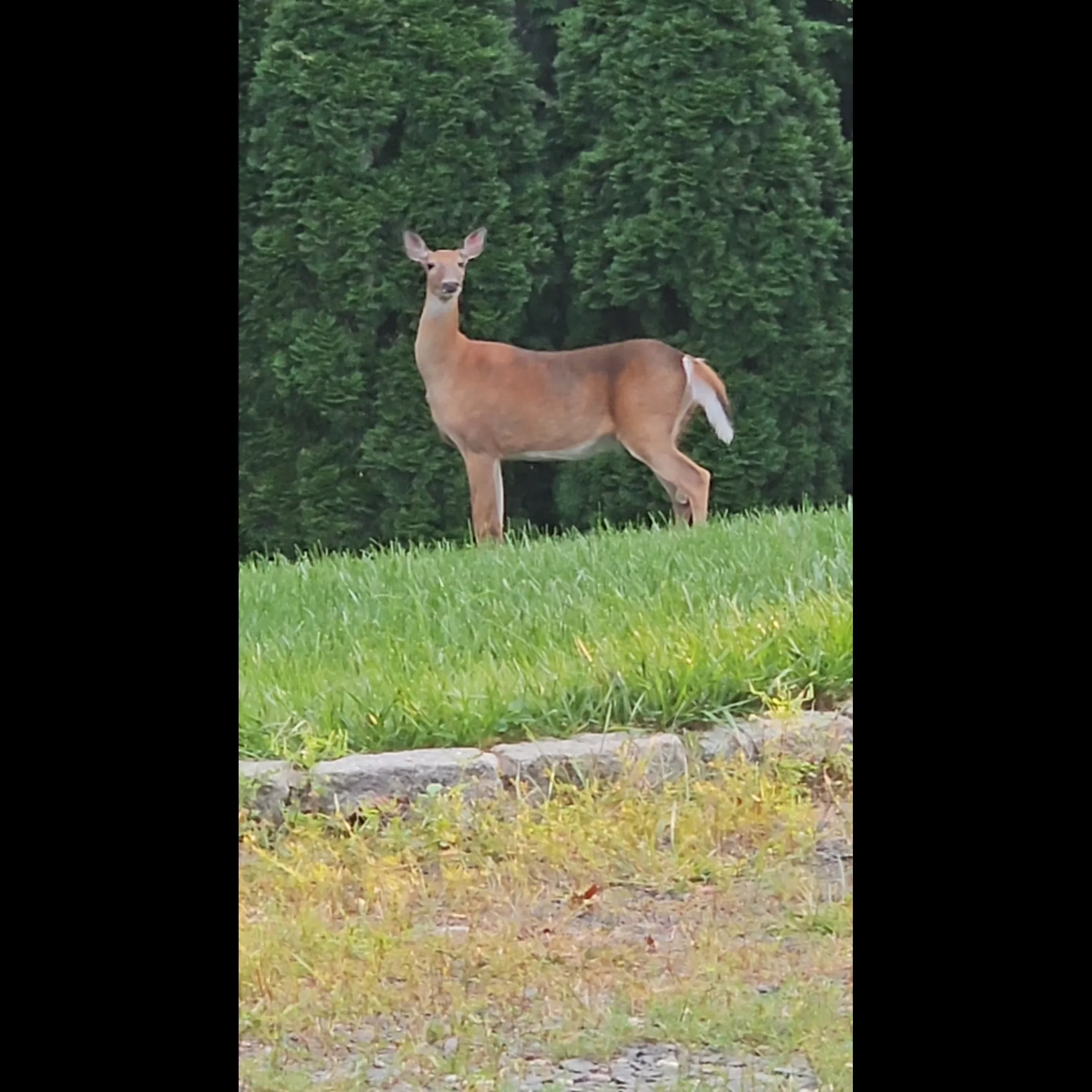 Creatures in yard on Vimeo