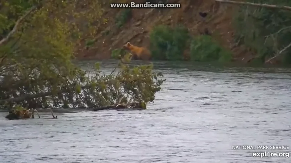 101 & Single Cub by the Cut Bank 2023-09-08 17-59-21 (explore.org) on Vimeo