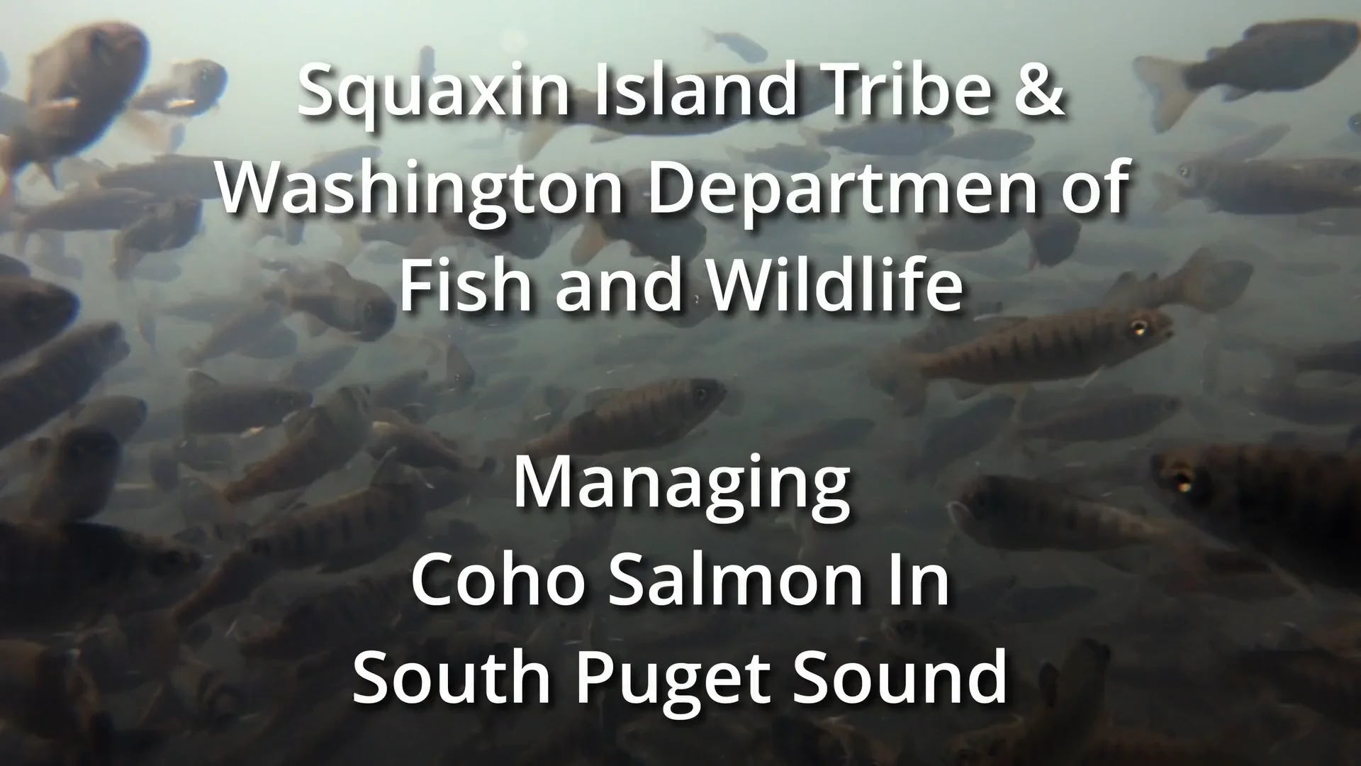 Coho Management v05 on Vimeo