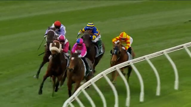 Shalaa - Stallion | Breednet