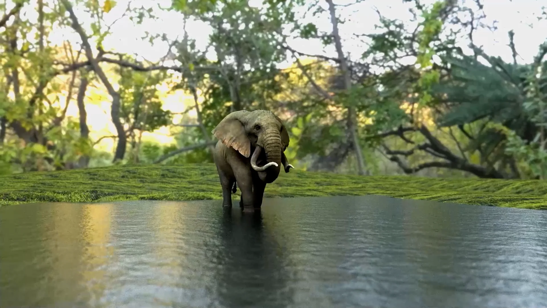 Elephant on Vimeo