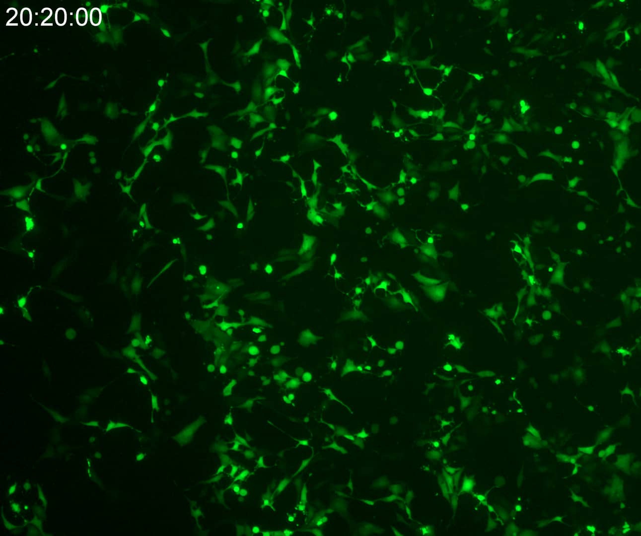 WSL-1850_Fluorescent Imaging of GFP expressed NIH3T3 cells on Vimeo