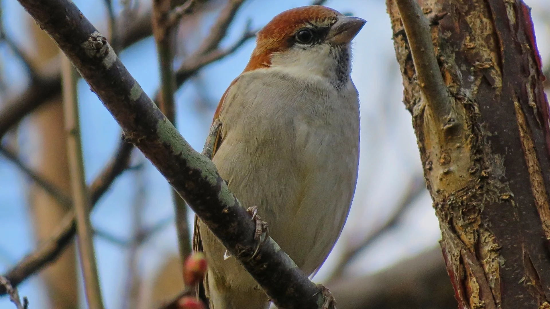 Bird Call on Vimeo
