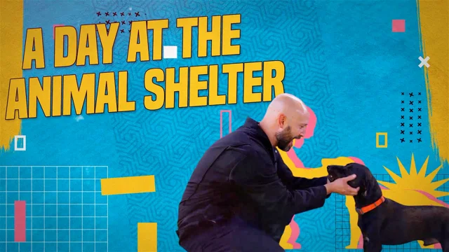 Waco Animal Shelters And Rescues