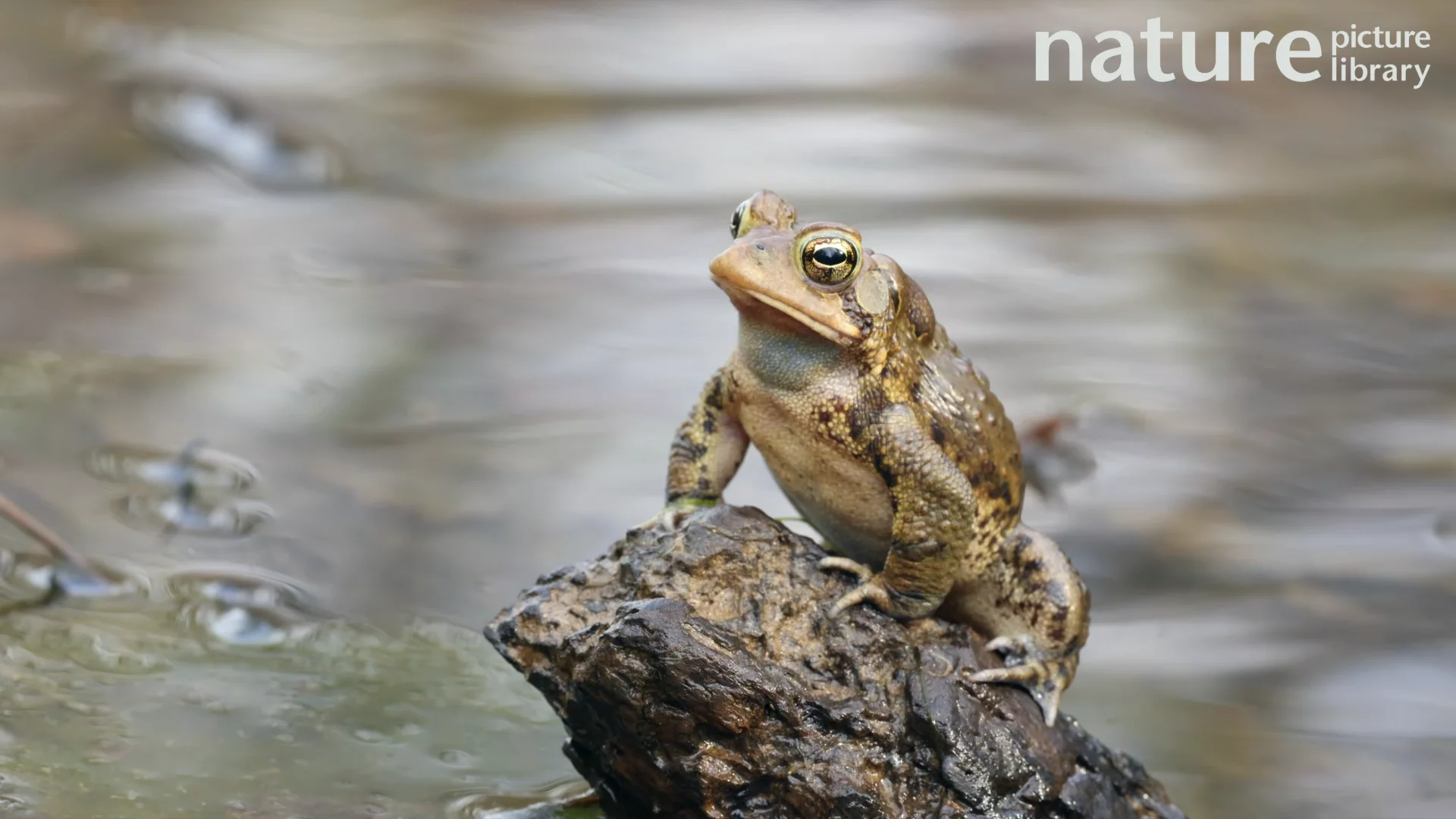 American toad male sitting on a rock and displaying, showing vocal sac ...