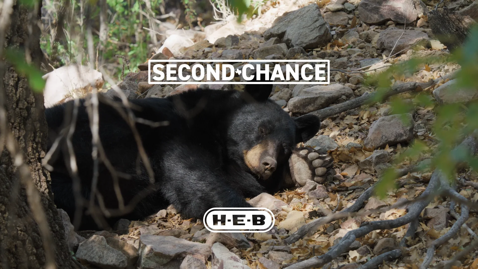 HEB: Our Texas, Our Future - Bears on Vimeo