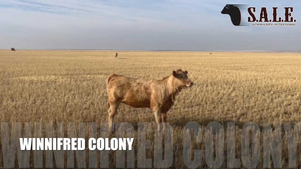 LOT 373- WINNIFRED COLONY Southern Alberta Livestock Exchange.mp4 on Vimeo