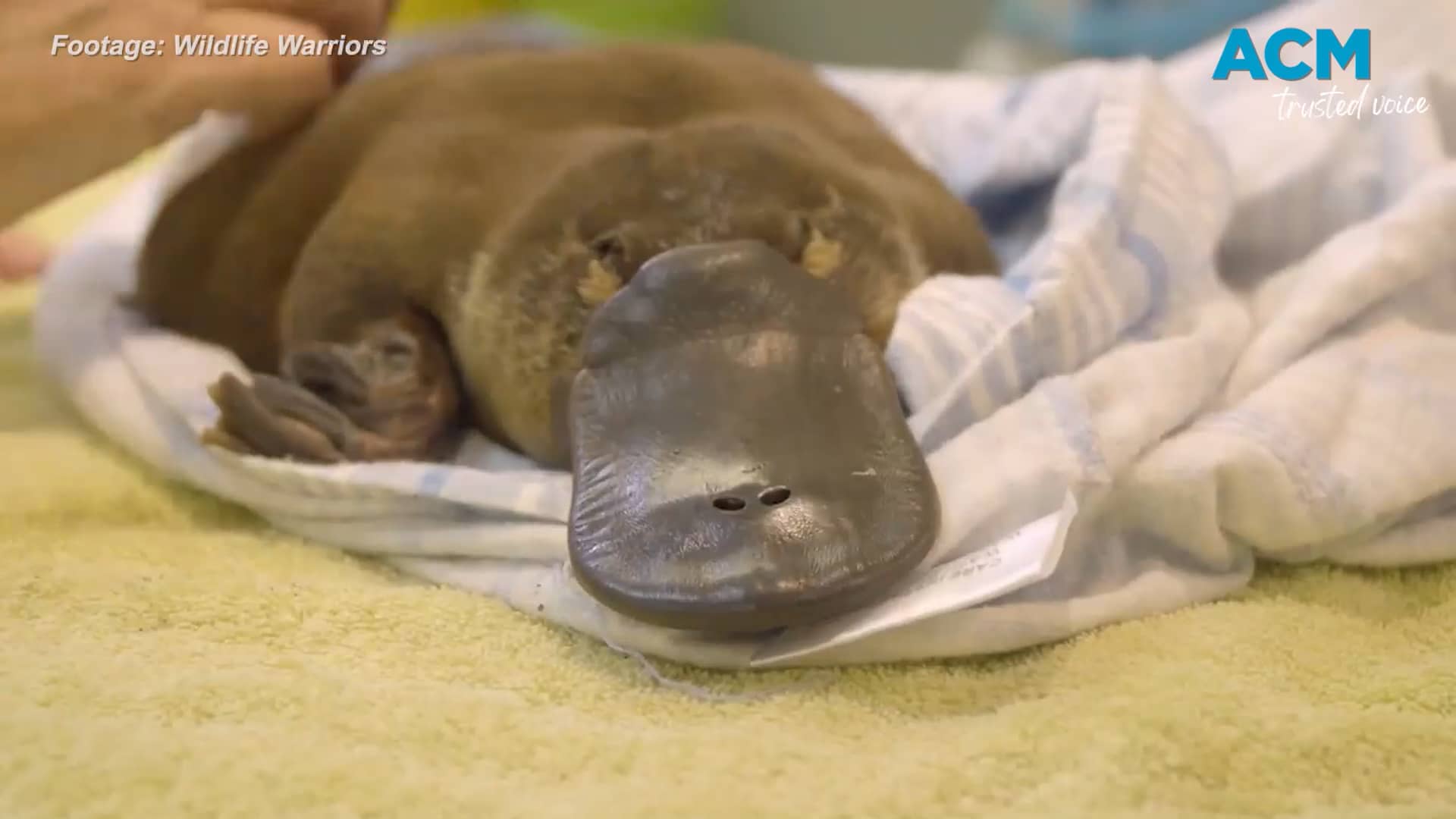Iconic Platypus at risk of extinction on Vimeo