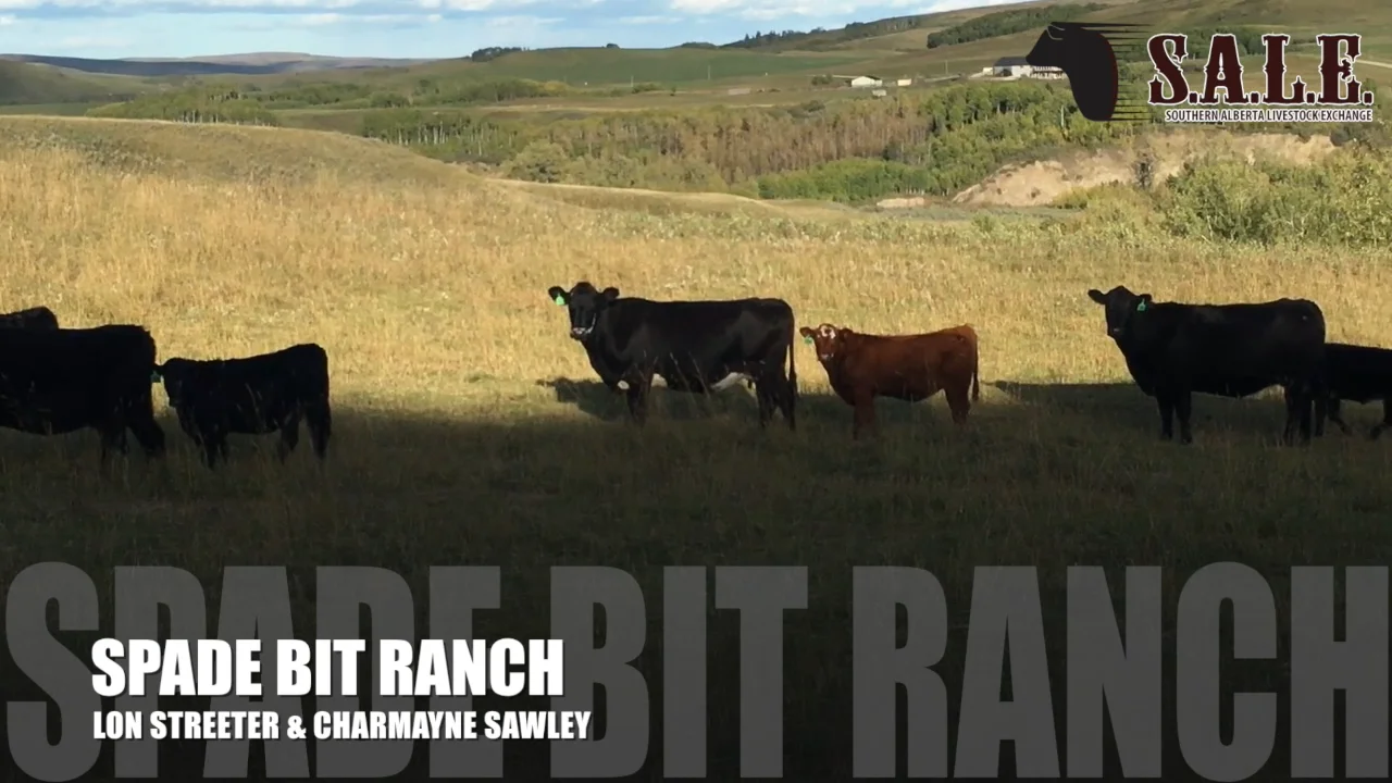 LOT 495- SPADE BIT RANCH Southern Alberta Livestock Exchange.mp4 on Vimeo