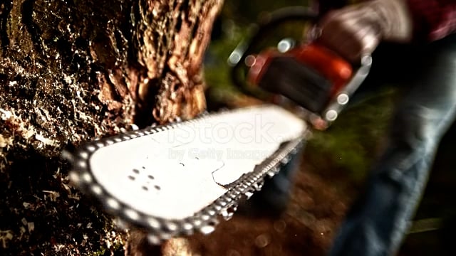 Professional Tree Service | South Fork Tree Care LLC