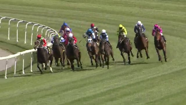 Supido - Stallion | Breednet