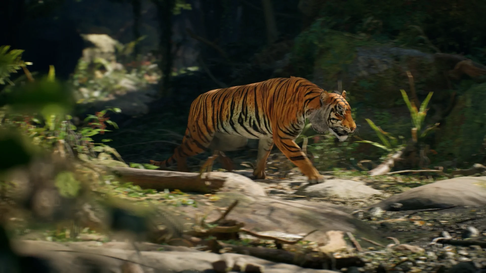 Tiger_Animation