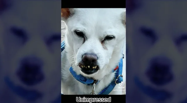 Unimpressed Dog Meme