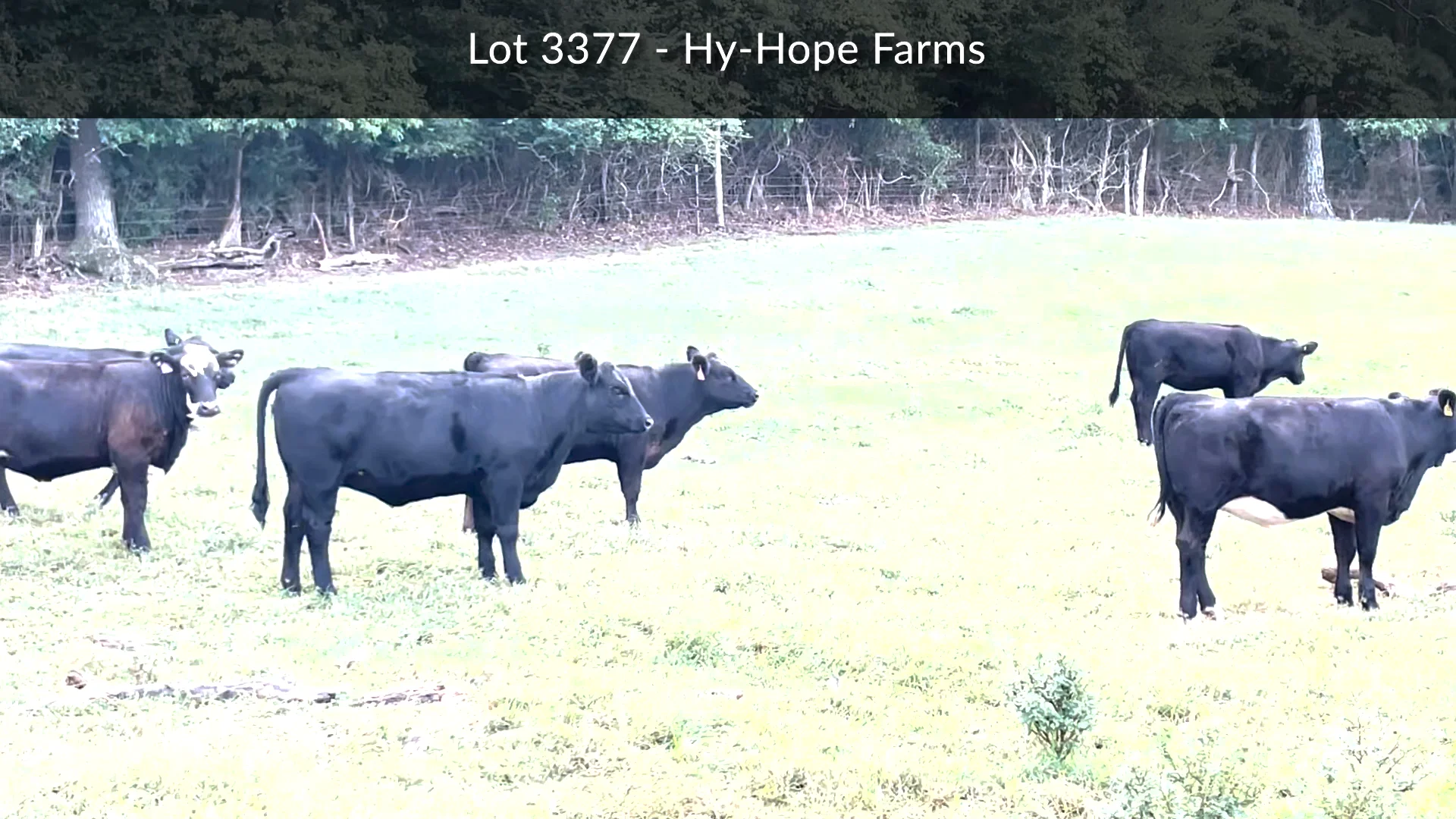 3377-Hy-Hope Farms on Vimeo