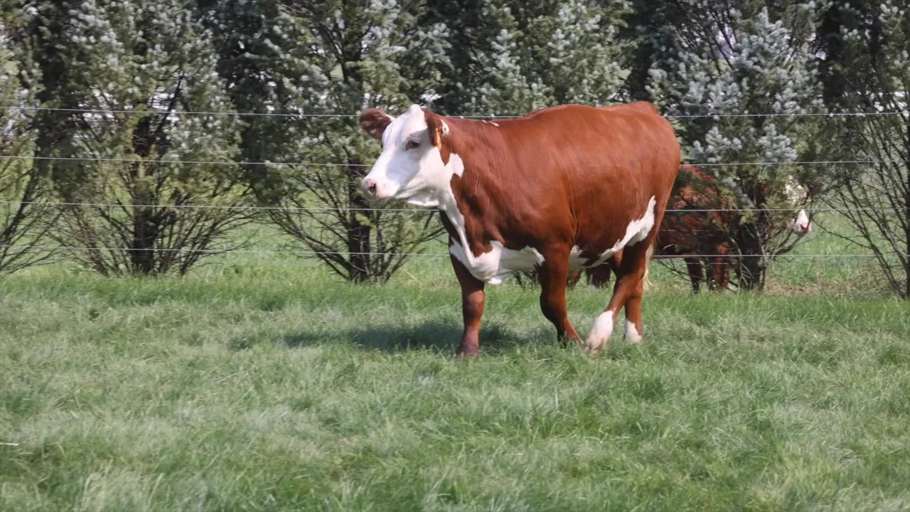 Definitely Different 17