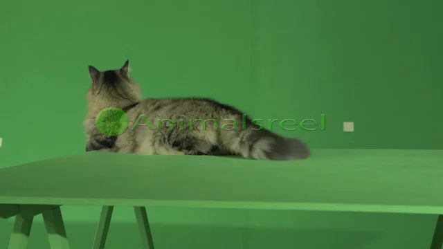 Norwegian_cat_sitting_green_screen_video_29_A066_C014_11272TY on Vimeo