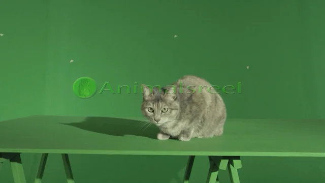 Grey_european_cat_sitting_green_screen_video_23_A073_C042_1209R0K on Vimeo