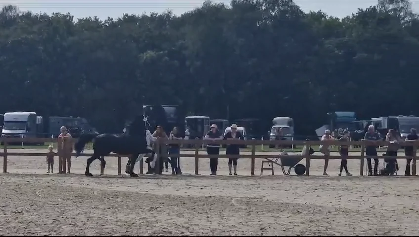 Marrichje - First Premium and Provisonial Crown mare at the Central ...