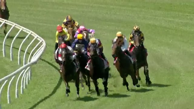 Shalaa - Stallion | Breednet