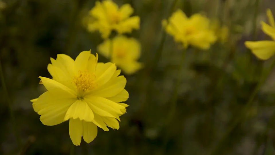 Watch Mario Mamani Online | Vimeo On Demand on Vimeo