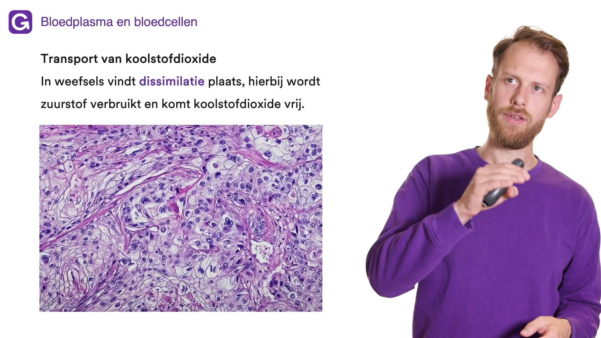 Bloedplasma en bloedcellen oefenen | StudyGo