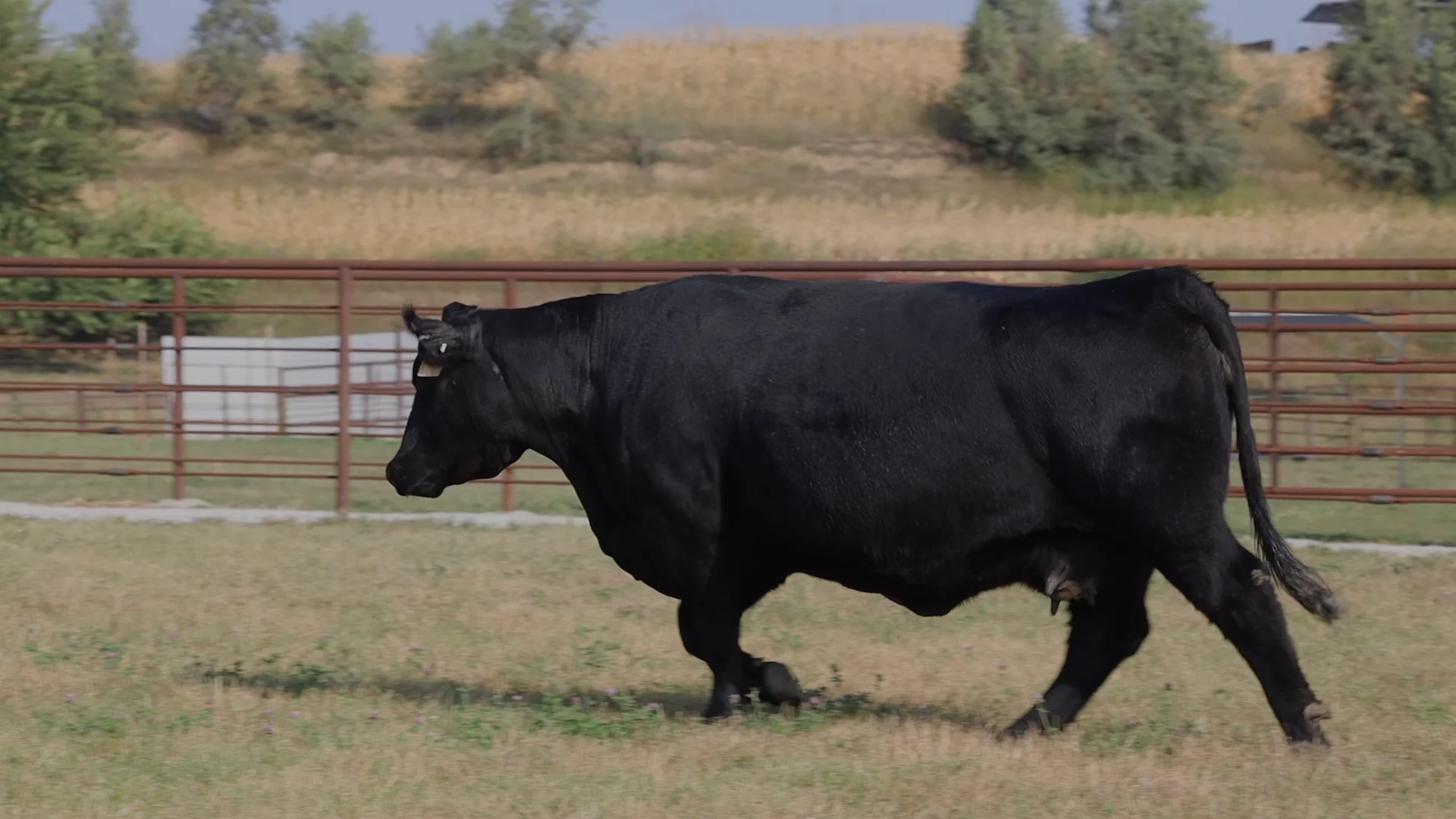 Lot 137 ML23 on Vimeo