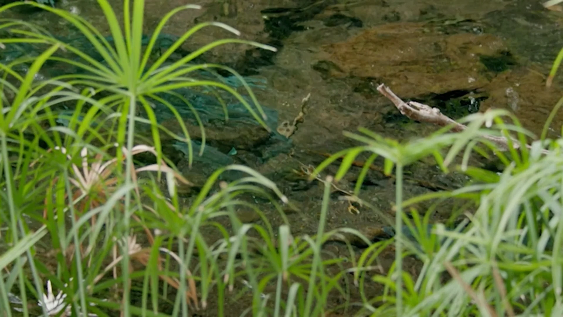 Wildlife Reel on Vimeo