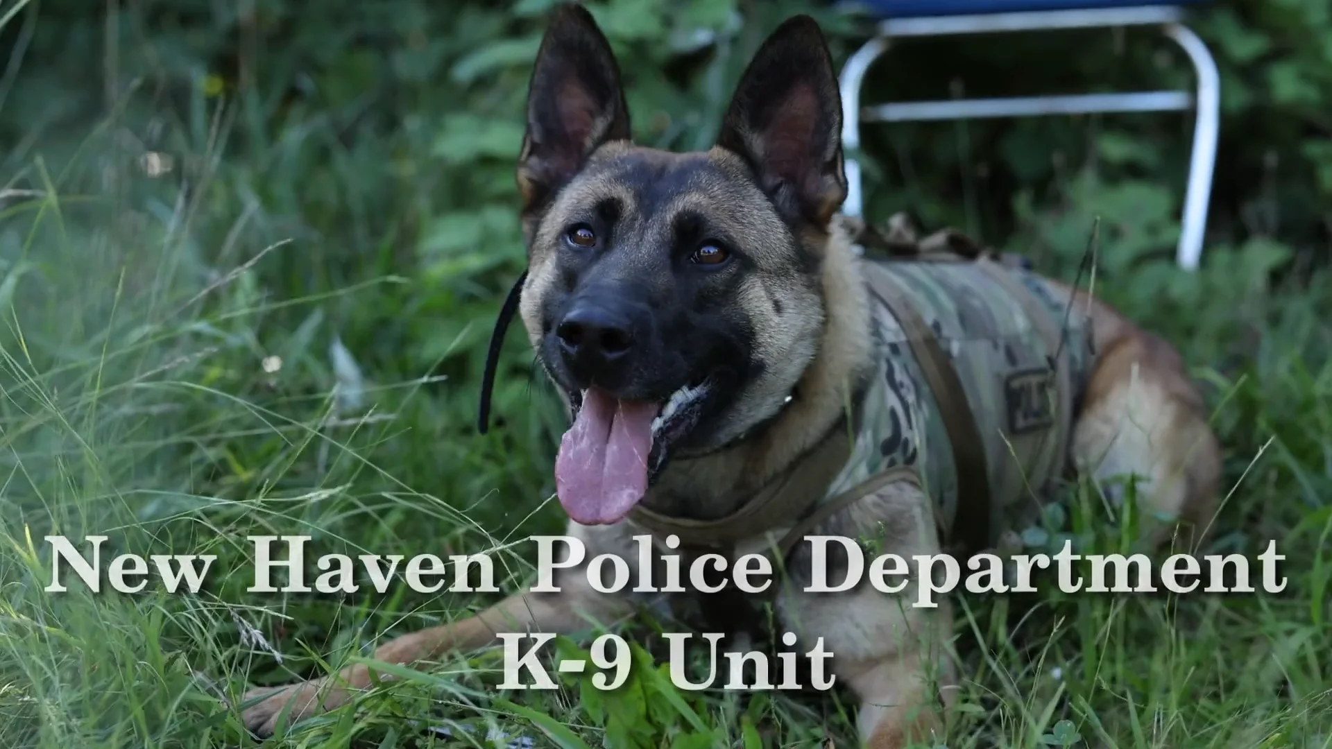 New Haven Police Department - K-9 Unit