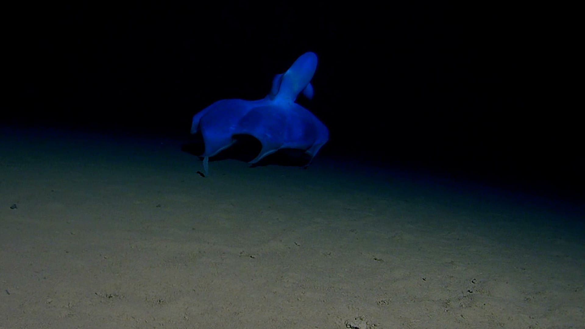 University of Western Australia - Deep Sea Centre