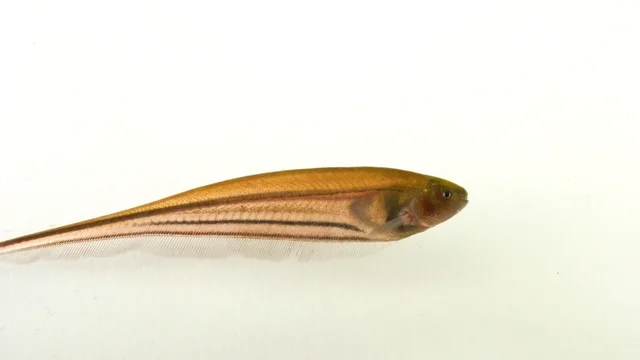 Zebra Knifefish