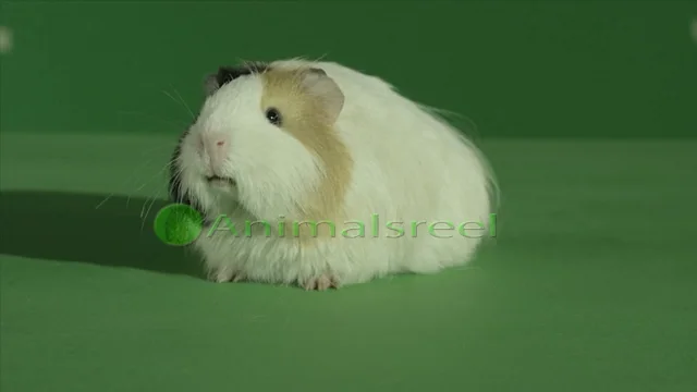 Guinea_pig_smelling_air_green_screen_video_12_A061_C033_1121WMG on Vimeo