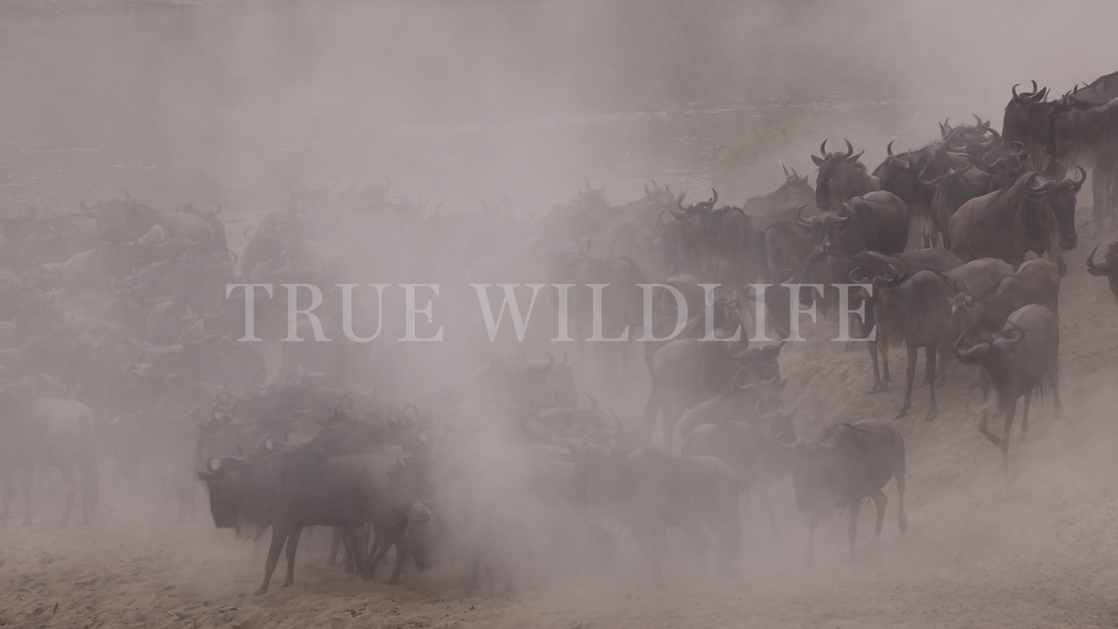 True Wildlife_TOM D. JONES on Vimeo