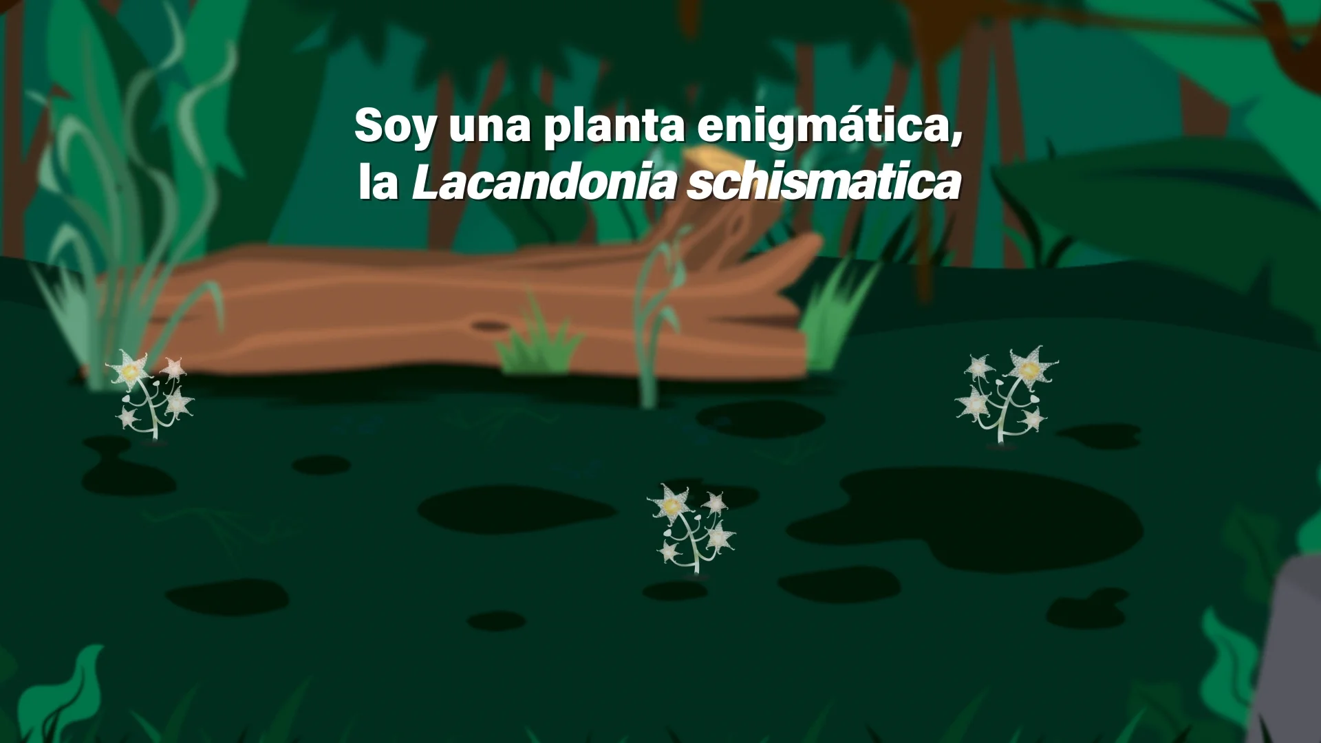Lacandonia schismática