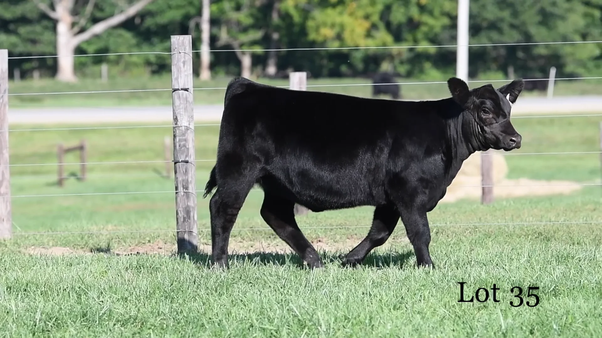 Seldom Rest Lot 35 on Vimeo